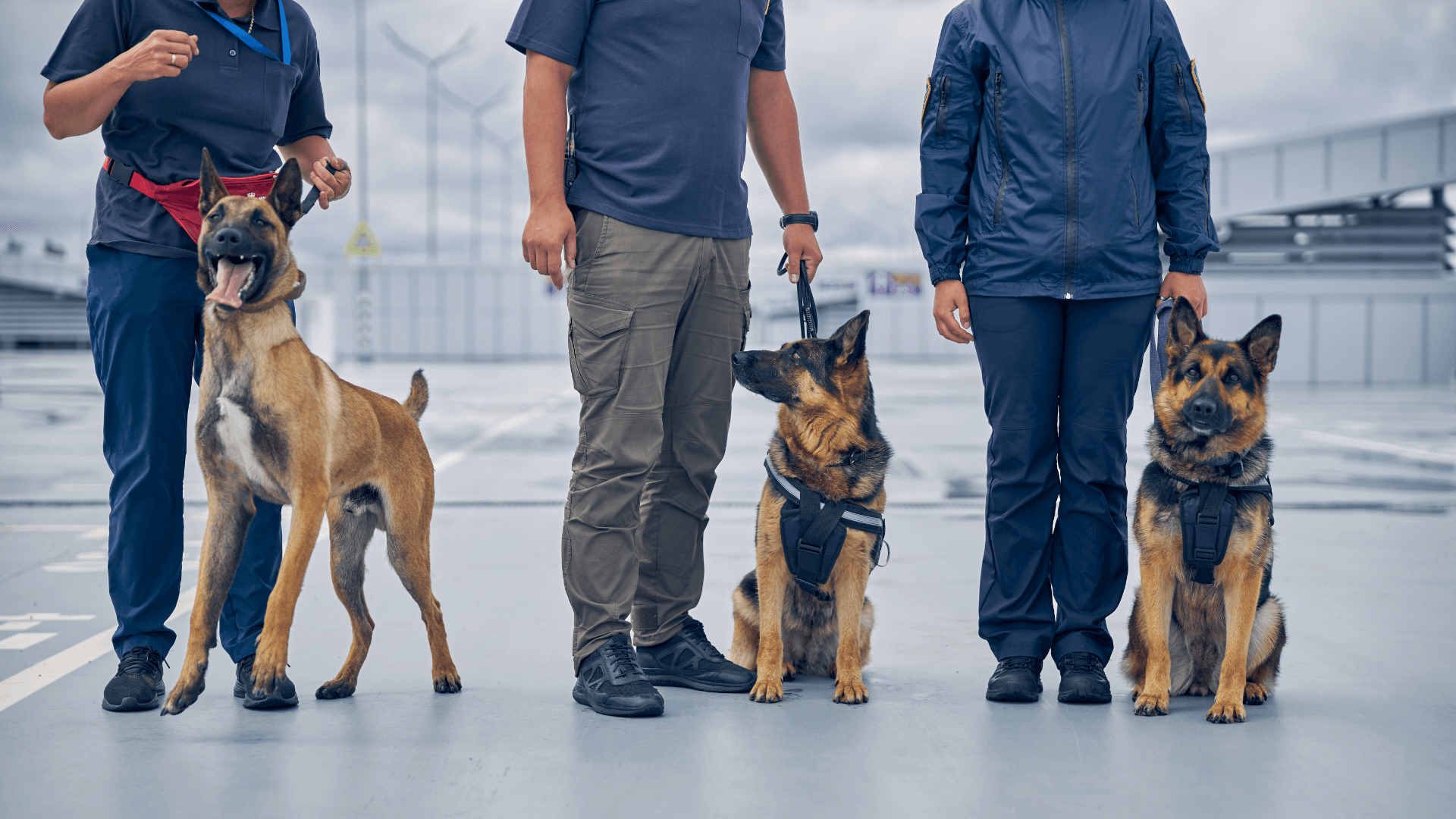 Services – Taurus Security Group